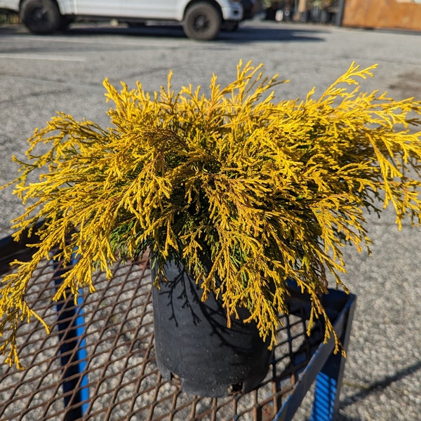 Gold Mop Cypress - Etsy