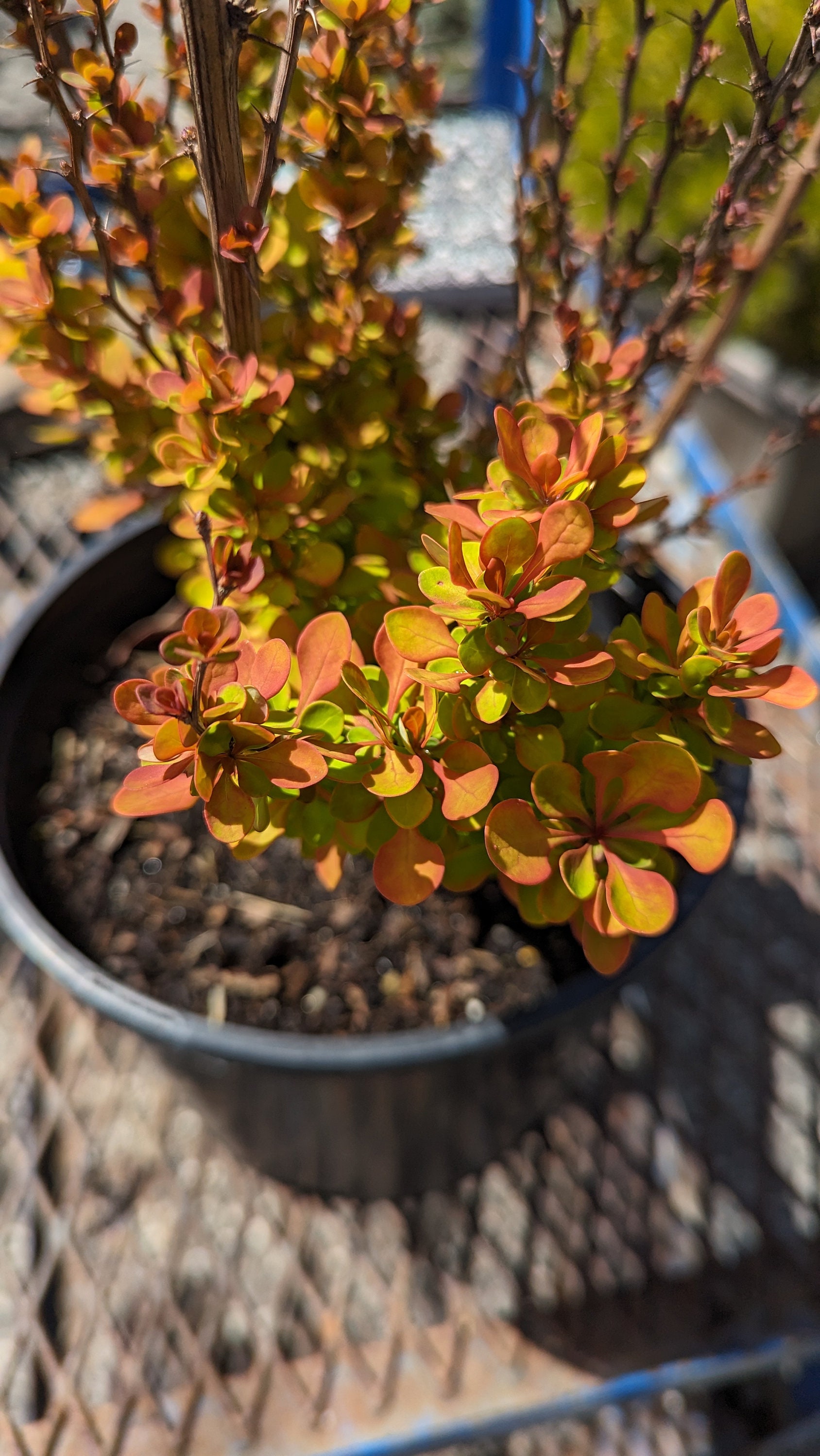 Berberis Thunbergii 'orange Torch' - Etsy
