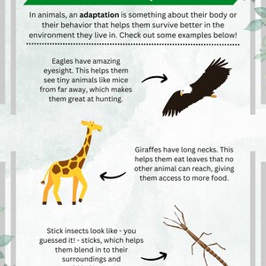 Educational Animal Activity Packet, Worksheets for Kids – ADAPTATIONS ...