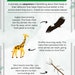 Educational Animal Activity Packet, Worksheets for Kids – ADAPTATIONS ...
