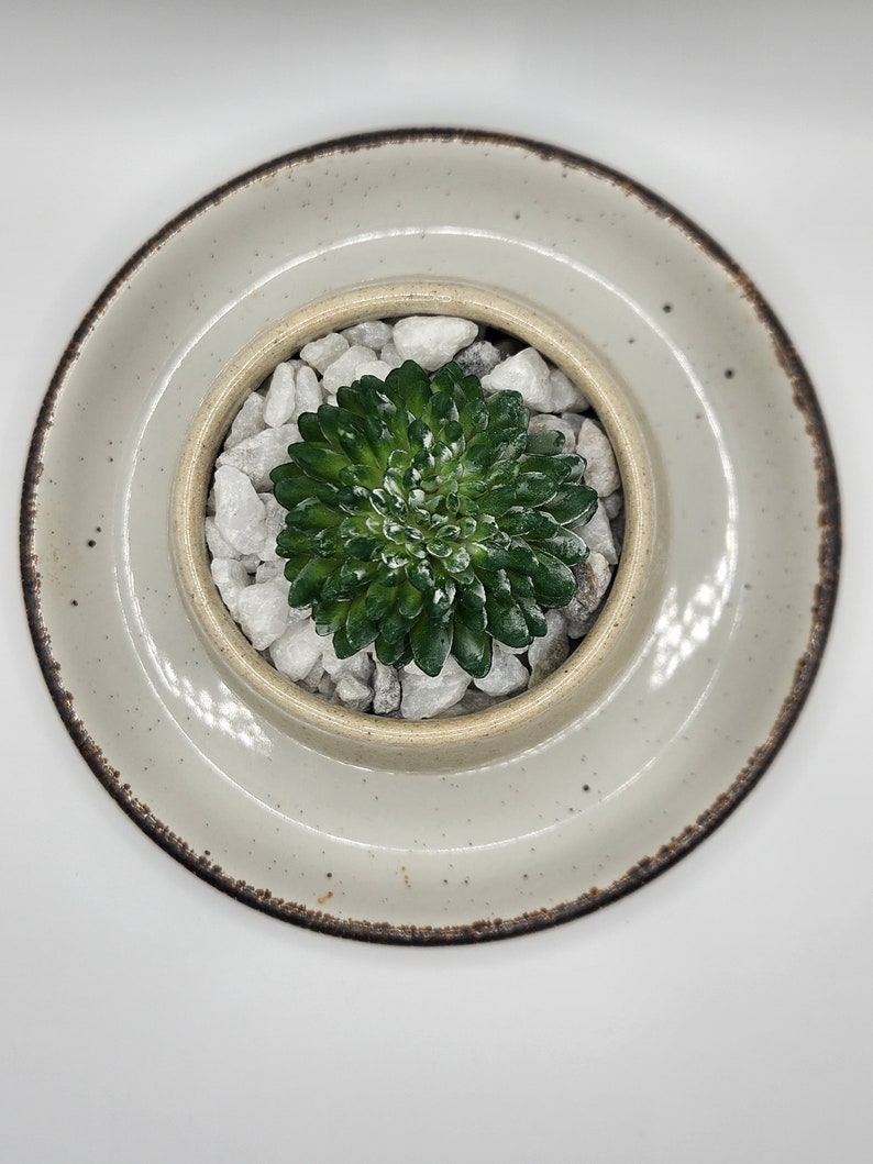Ceramic Bowl Planter - Etsy