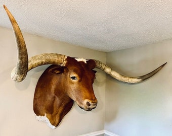 Authentic Texas Longhorn Steer Shoulder Mount - Etsy