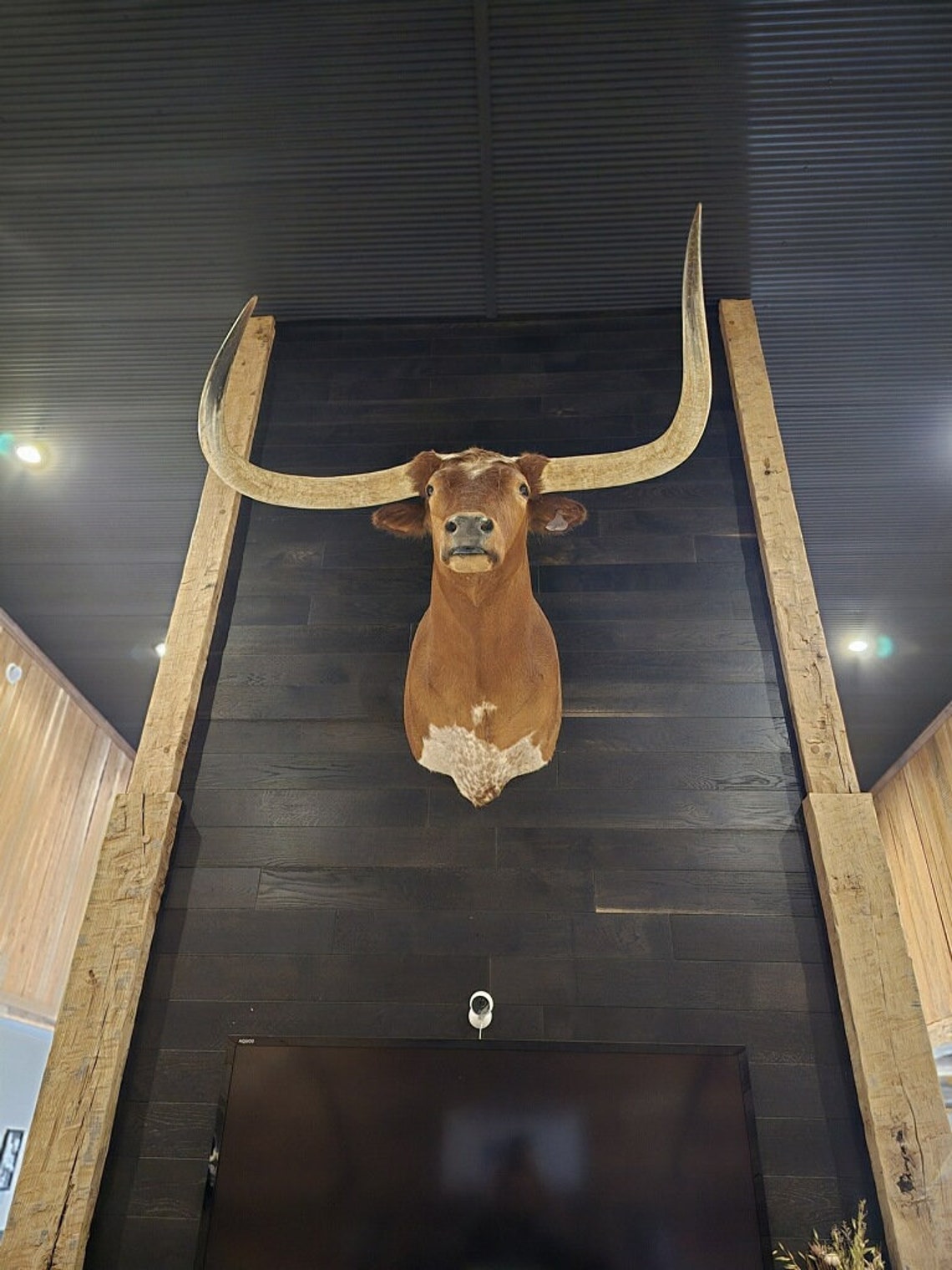 Authentic Texas Longhorn Steer Shoulder Mount - Etsy