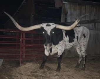 Authentic Texas Longhorn Steer Shoulder Mount - Etsy