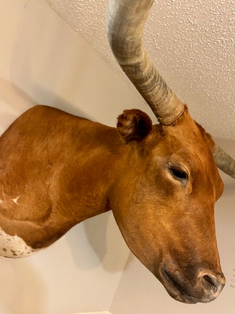 Authentic Texas Longhorn Shoulder Mounted Cow - Etsy