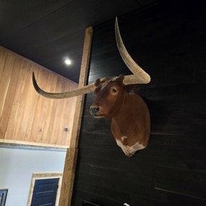 Authentic Texas Longhorn Steer Shoulder Mount - Etsy