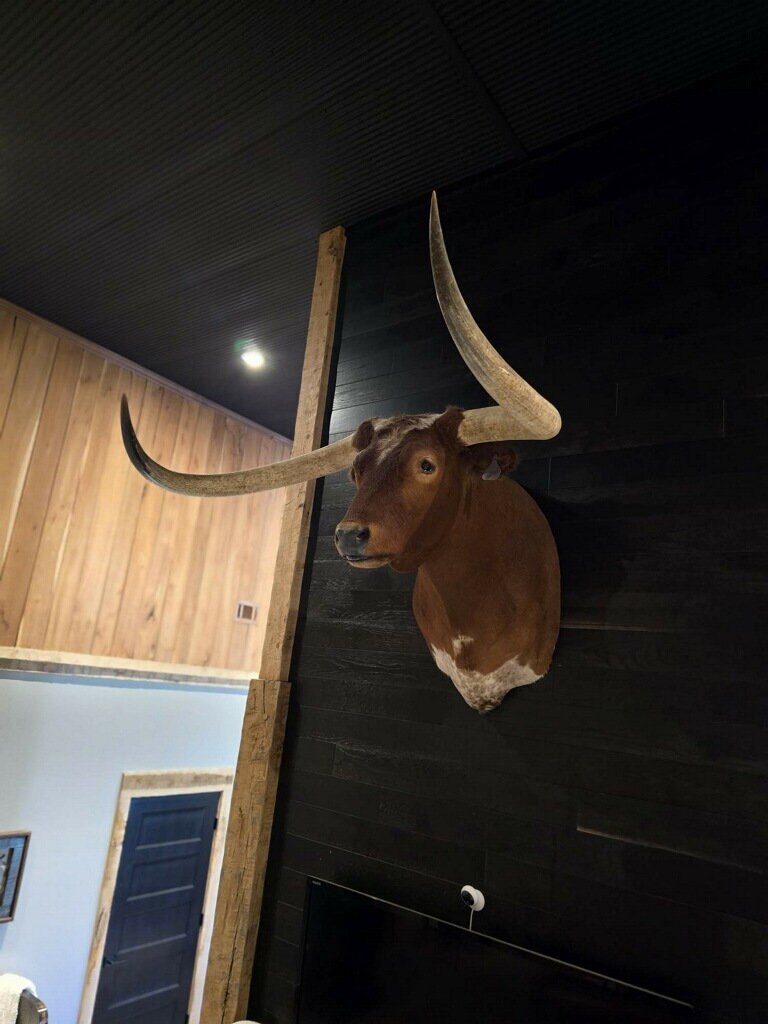 Authentic Texas Longhorn Steer Shoulder Mount - Etsy