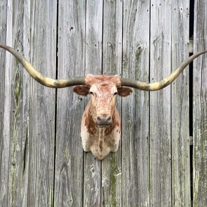 Longhorn Wall Mount - Etsy