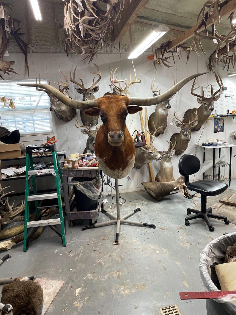 Registered Texas Longhorn Shoulder Mount - Etsy