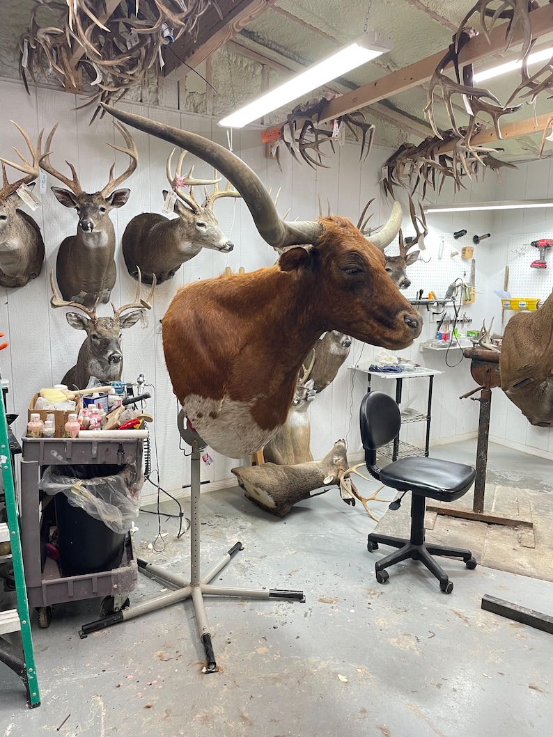 Registered Texas Longhorn Shoulder Mount - Etsy