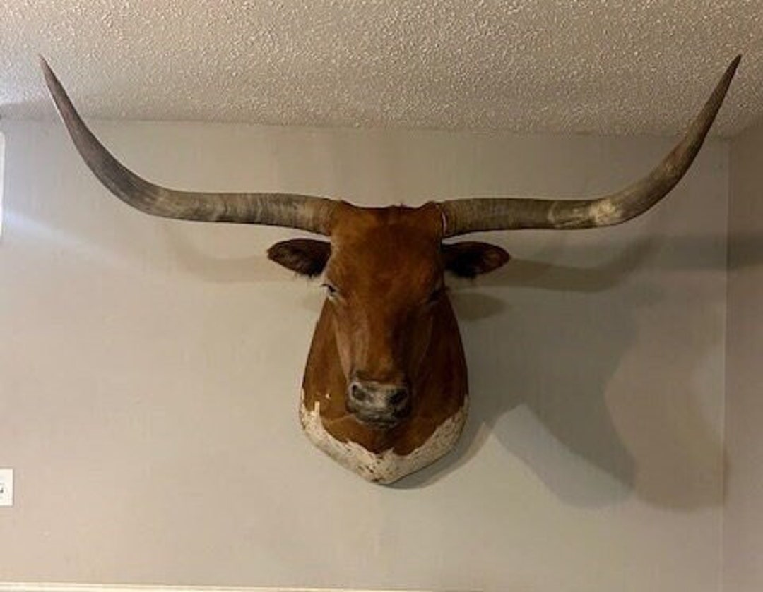 Authentic Texas Longhorn Shoulder Mounted Cow - Etsy