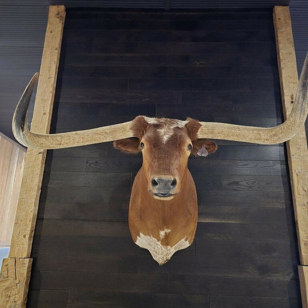 Longhorn Wall Mount - Etsy