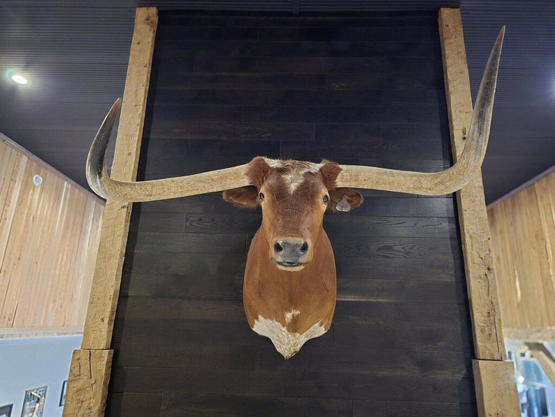 Authentic Texas Longhorn Steer Shoulder Mount - Etsy