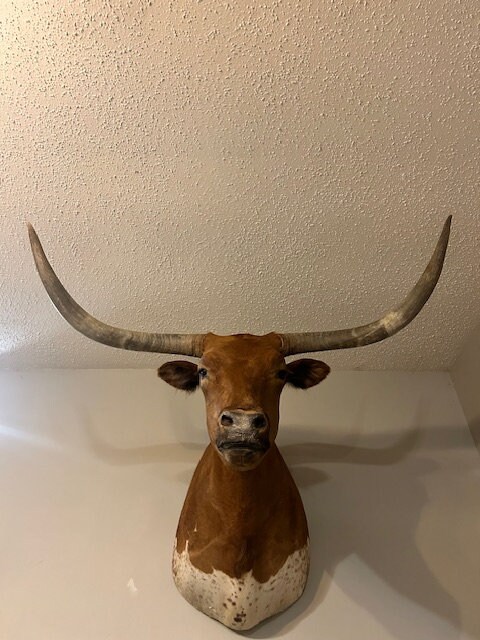 Authentic Texas Longhorn Shoulder Mounted Cow - Etsy
