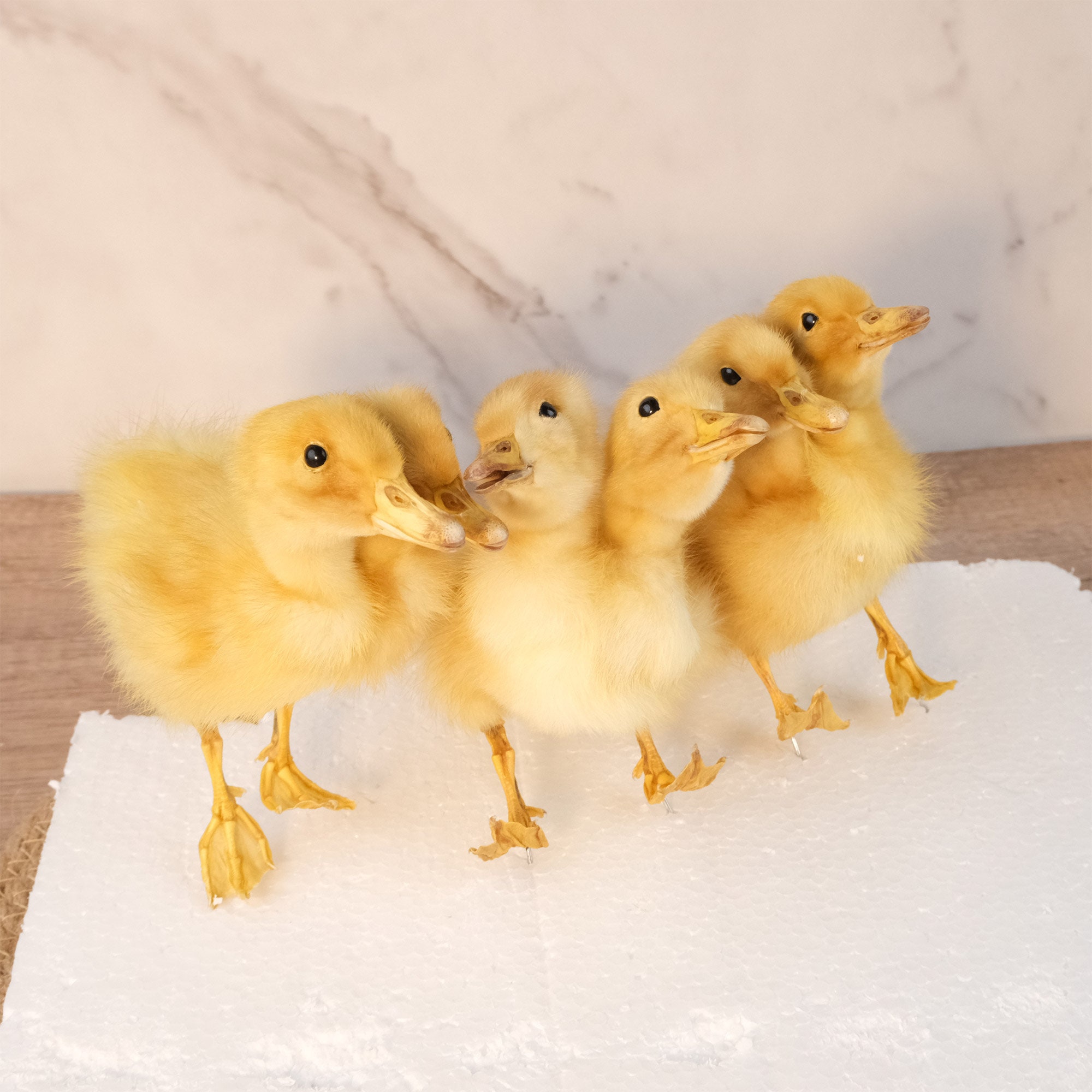 Two-headed Baby Duck Taxidermy,thriller Two-headed Duck Handmade ...