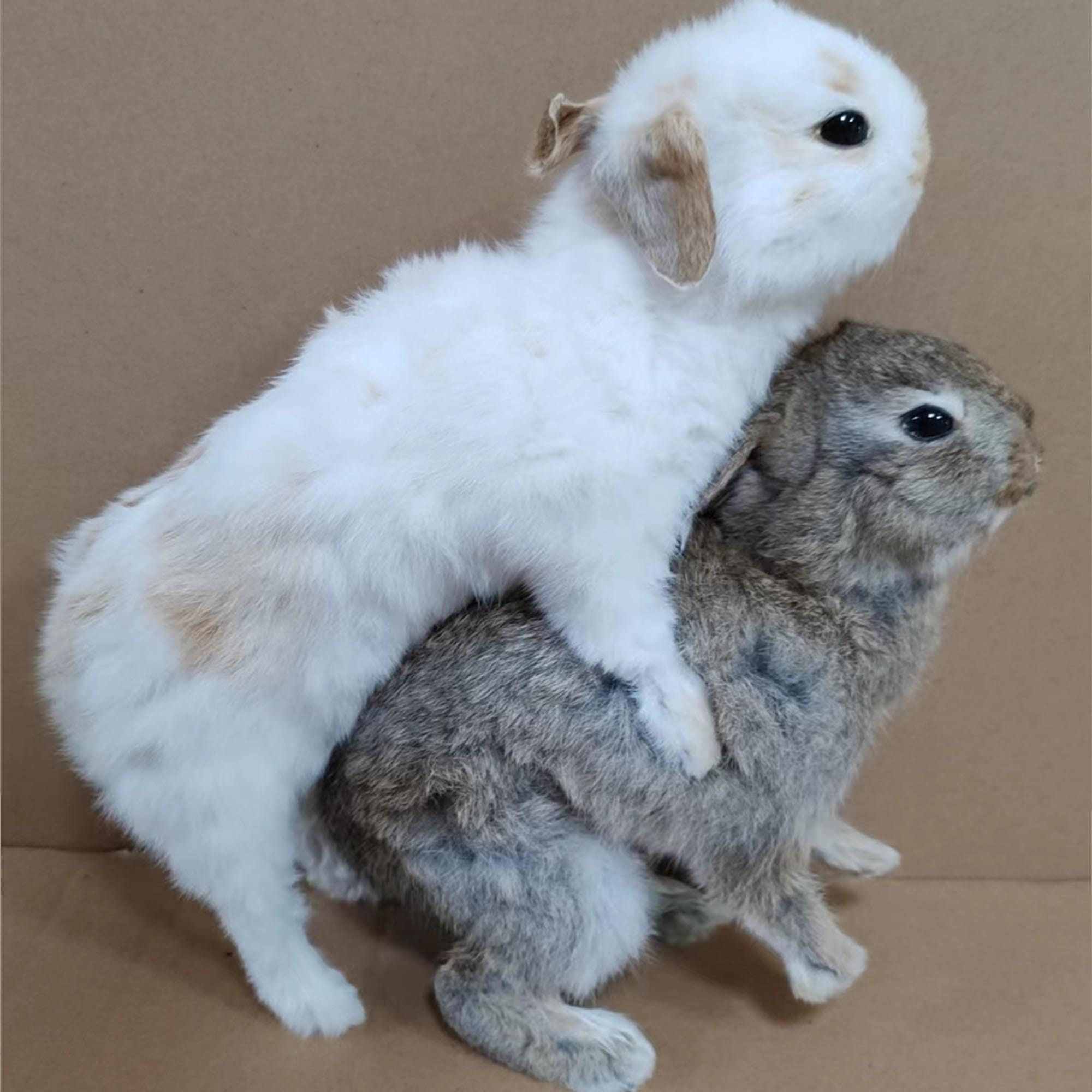 Rabbit Specimen, Real Taxidermy Rabbit, Taxidermy Rabbit Funny Gift for ...
