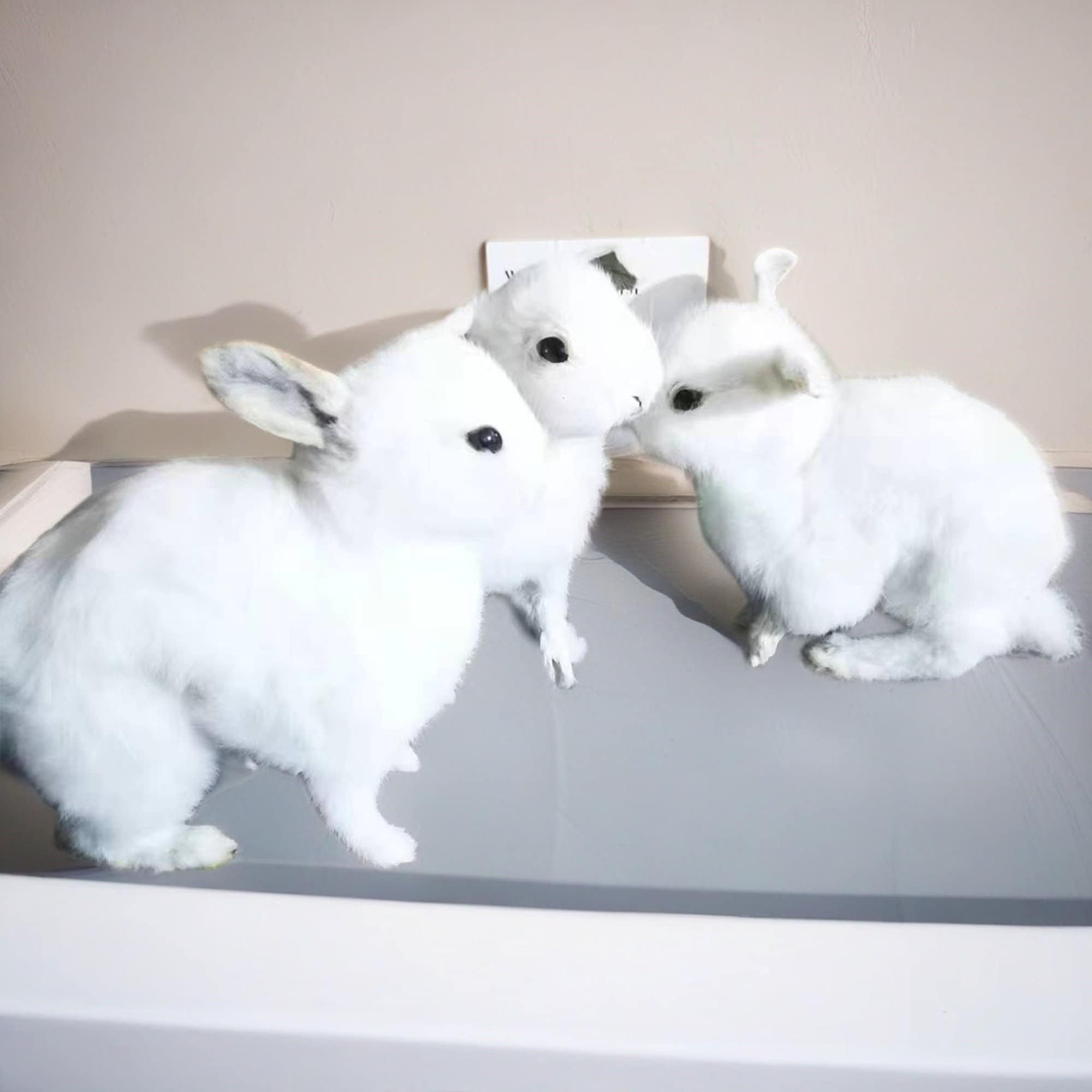 Taxidermy Rabbit,real Taxidermy Rabbit,oddity Home Decor,cute Rabbit ...