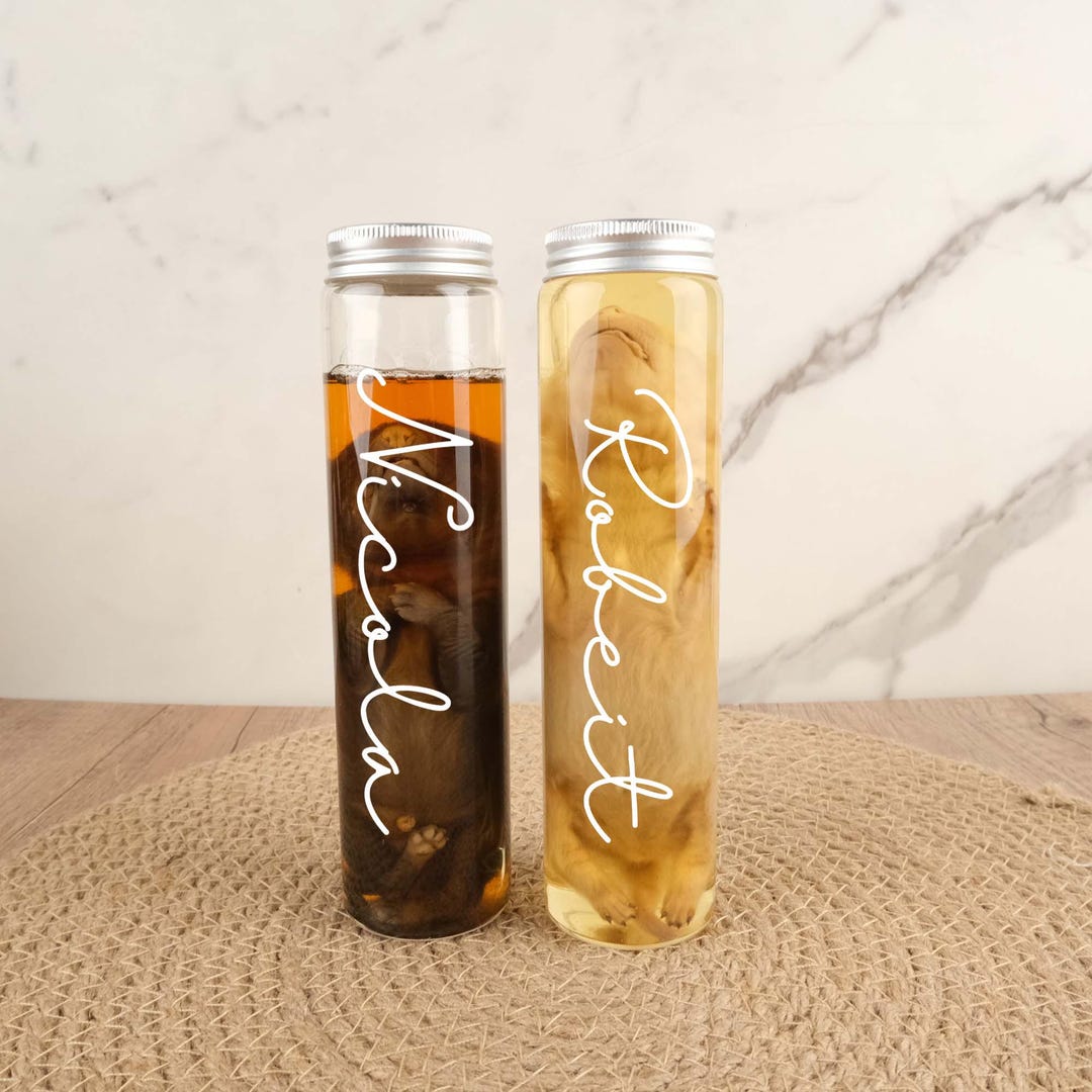 Personalization Fox Specimen in Liquid,baby Fox Wet Specimens,taxidermy ...