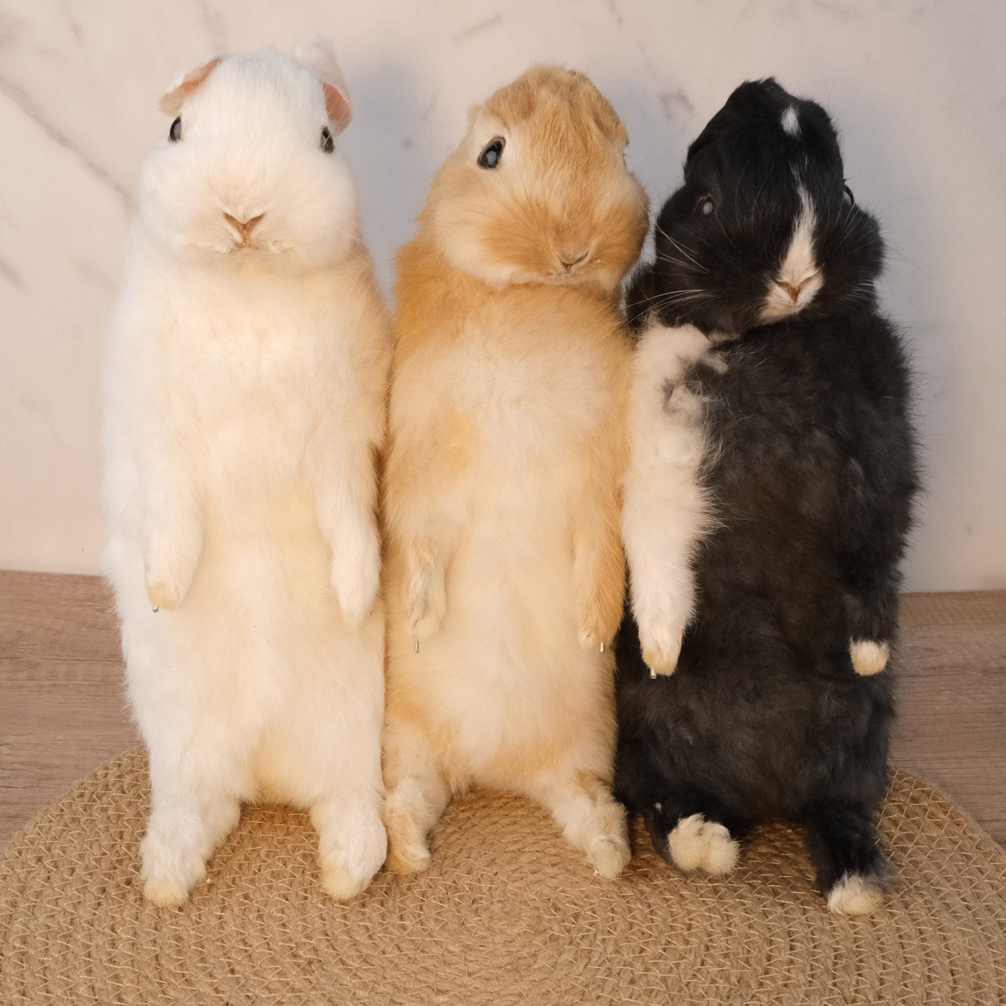 Taxidermy Rabbit,real Taxidermy Rabbit,oddity Home Decor,cute Rabbit ...