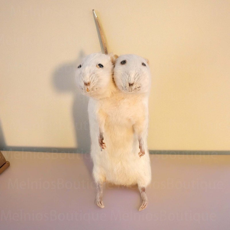Taxidermied Mice - Etsy