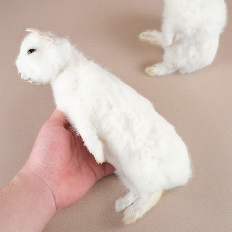 Taxidermy Rabbit,real Taxidermy Rabbit,oddity Home Decor,cute Rabbit ...