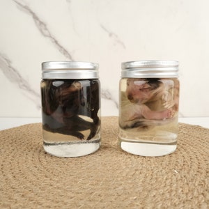 Fox Specimen in Liquid,baby Fox Wet Specimens,taxidermy Fox,in Glass ...