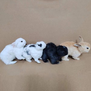 Taxidermy Rabbit,real Taxidermy Rabbit,oddity Home Decor,cute Rabbit ...