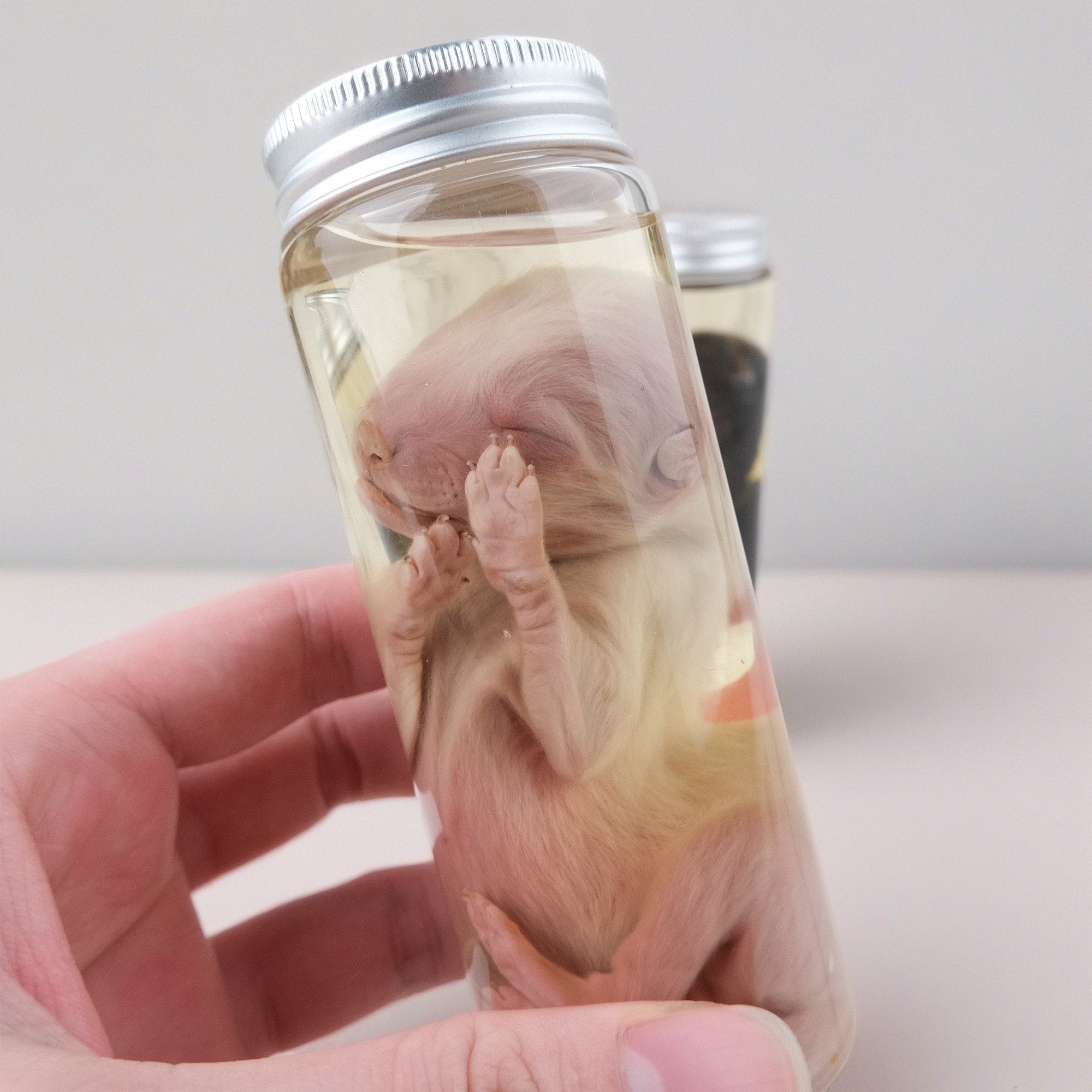 Fox Specimen in Liquid,baby Fox Wet Specimens,taxidermy Fox,in Glass ...