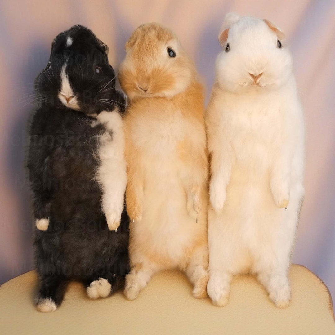 Taxidermy Rabbit,real Taxidermy Rabbit,oddity Home Decor,cute Rabbit ...