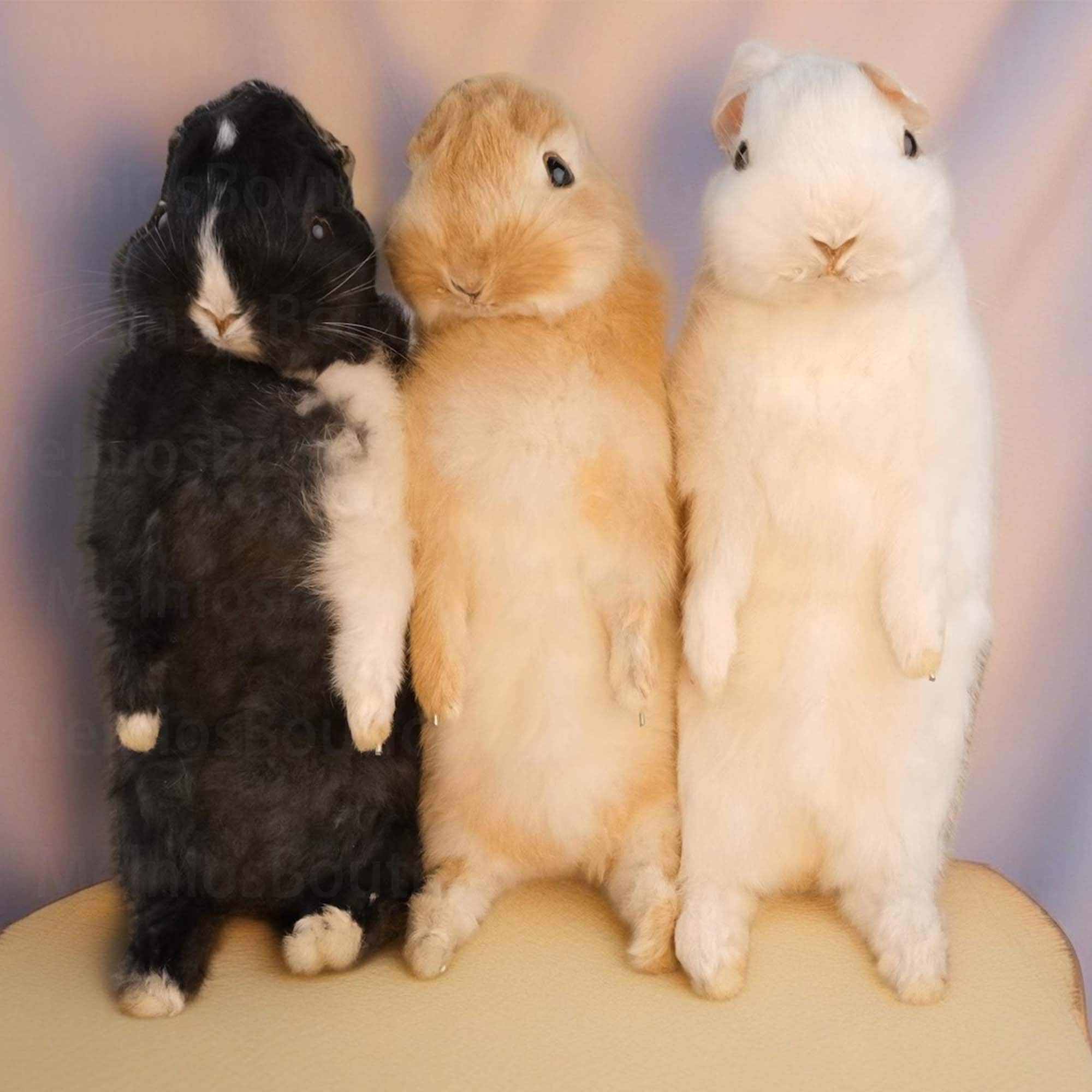 Taxidermy Rabbit,real Taxidermy Rabbit,oddity Home Decor,cute Rabbit ...