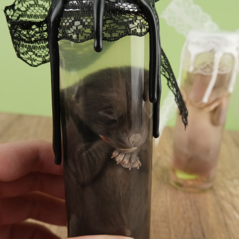 Baby Fox Lace Jar Wet Specimens, Fox Specimen in Liquid, Taxidermy Fox ...
