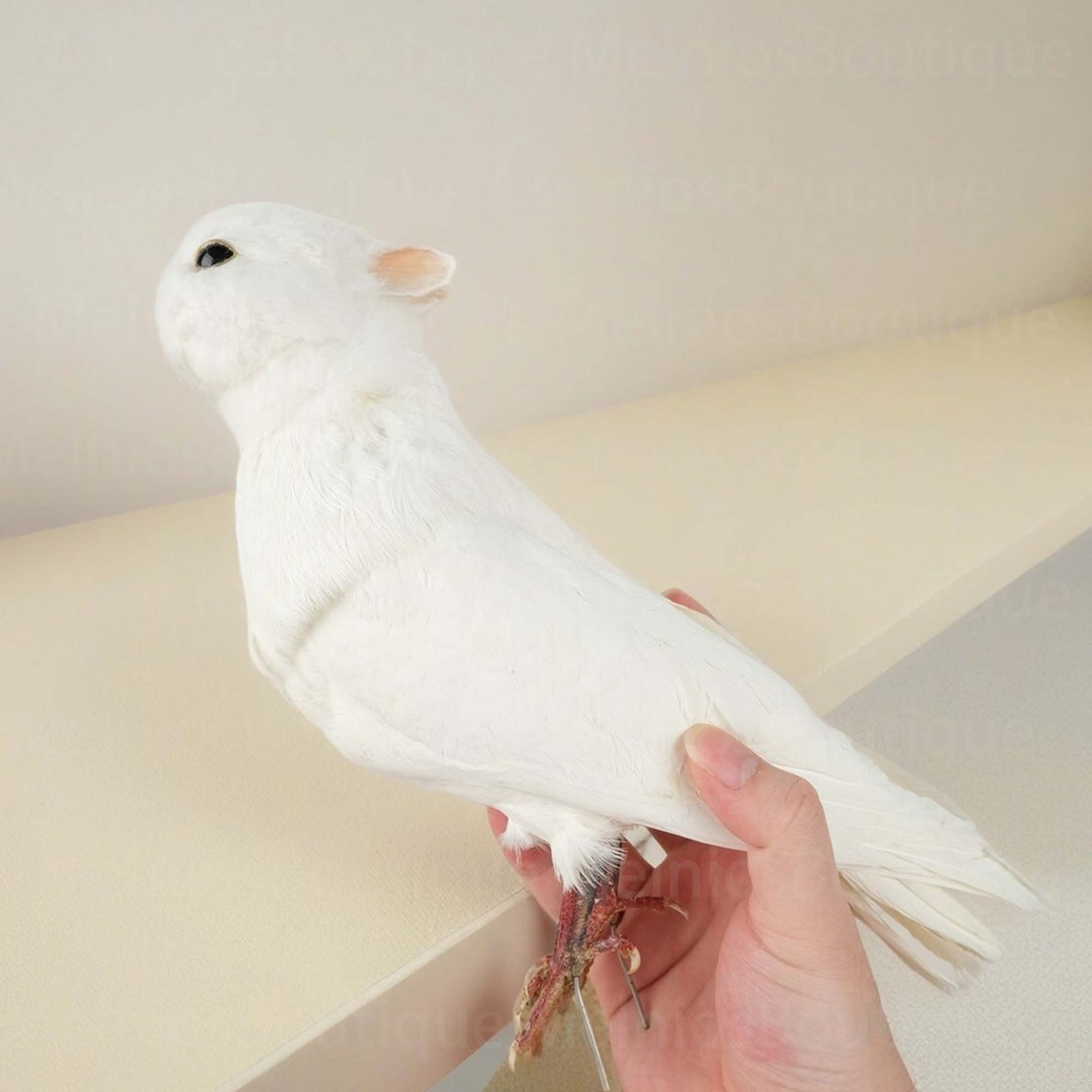 Taxidermy White Bunny on Pigeon Bird Stuff Birthday Gift Special Home ...