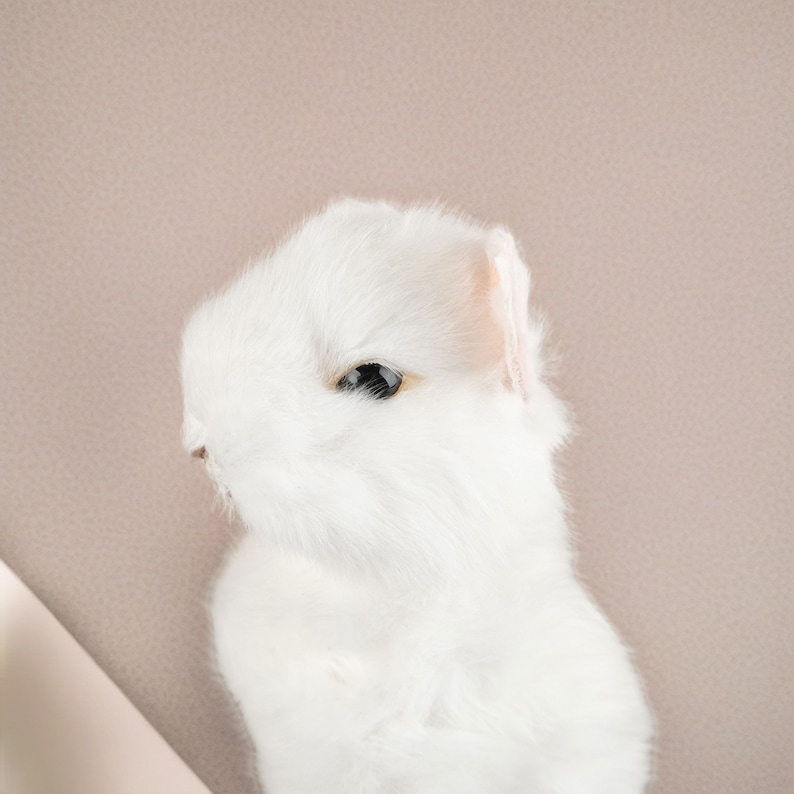 Taxidermy Rabbit,real Taxidermy Rabbit,oddity Home Decor,cute Rabbit ...