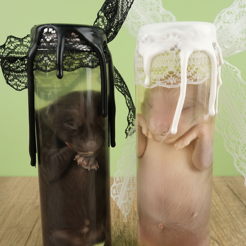 Baby Fox Lace Jar Wet Specimens, Fox Specimen in Liquid, Taxidermy Fox ...