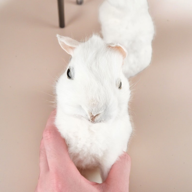 Taxidermy Rabbit,real Taxidermy Rabbit,oddity Home Decor,cute Rabbit ...