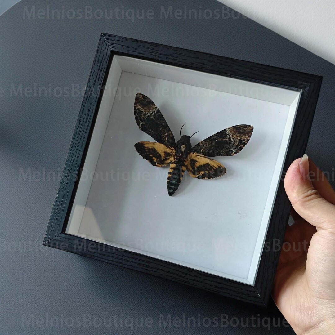 Real Acherontia Atropos, the African Death's-head Hawkmoth, Large Skull ...