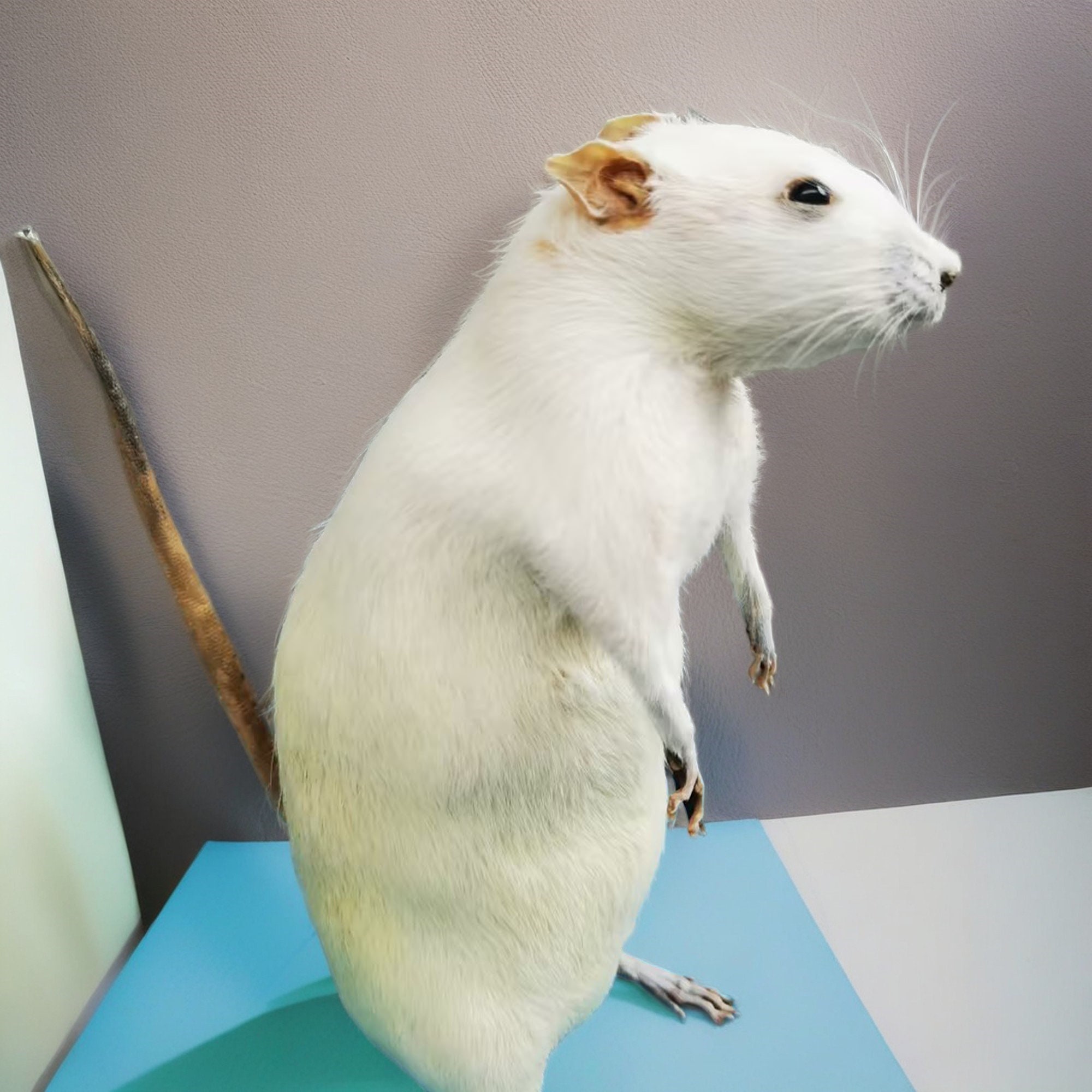 Taxidermy Free Standing Mouse Gift Oddities Curiosity Mice,mouse ...