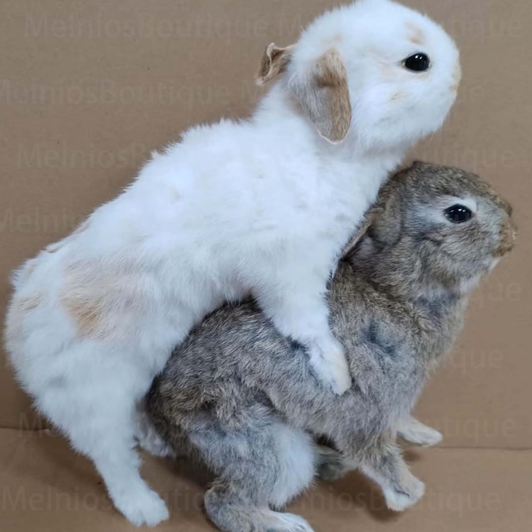 Rabbit Specimen, Real Taxidermy Rabbit, Taxidermy Rabbit Funny Gift for ...