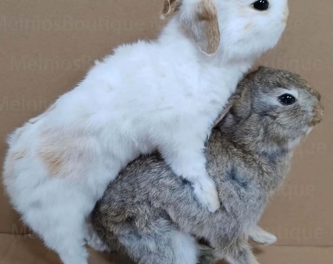 Rabbit Specimen, Real Taxidermy Rabbit, Taxidermy Rabbit Funny Gift for ...