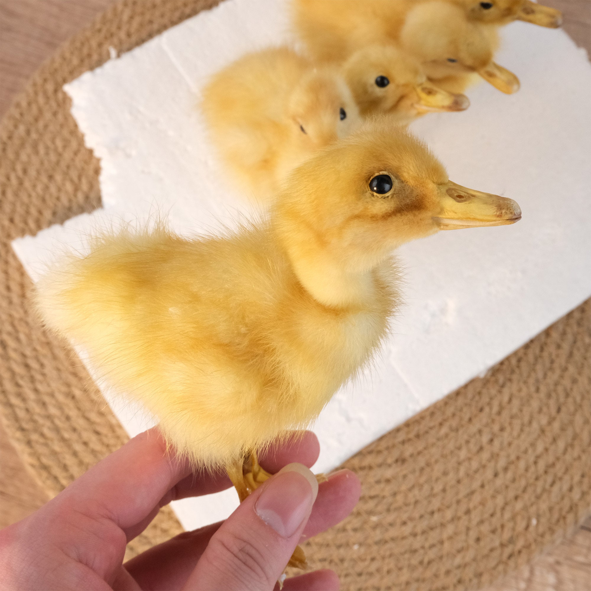 Two-headed Baby Duck Taxidermy,thriller Two-headed Duck Handmade ...