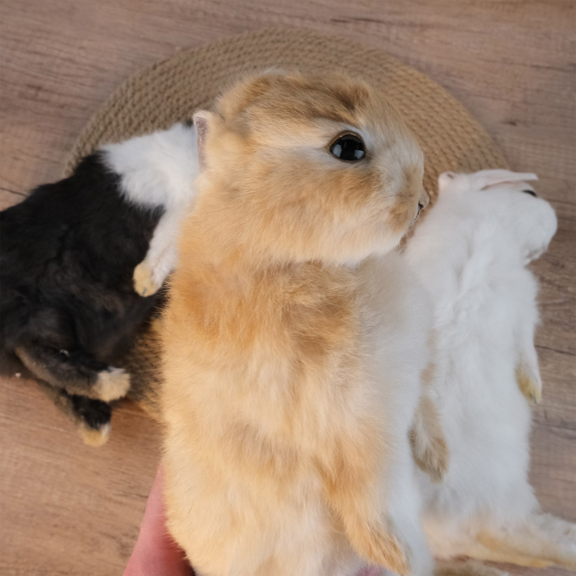 Taxidermy Rabbit,real Taxidermy Rabbit,oddity Home Decor,cute Rabbit ...