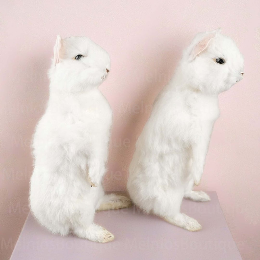 Taxidermy Rabbit,real Taxidermy Rabbit,oddity Home Decor,cute Rabbit ...