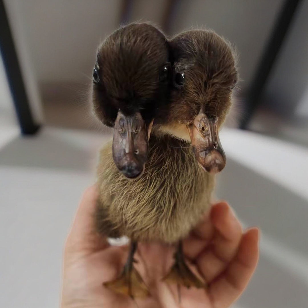 Two-headed Baby Duck Taxidermy,thriller Two-headed Duck Handmade ...