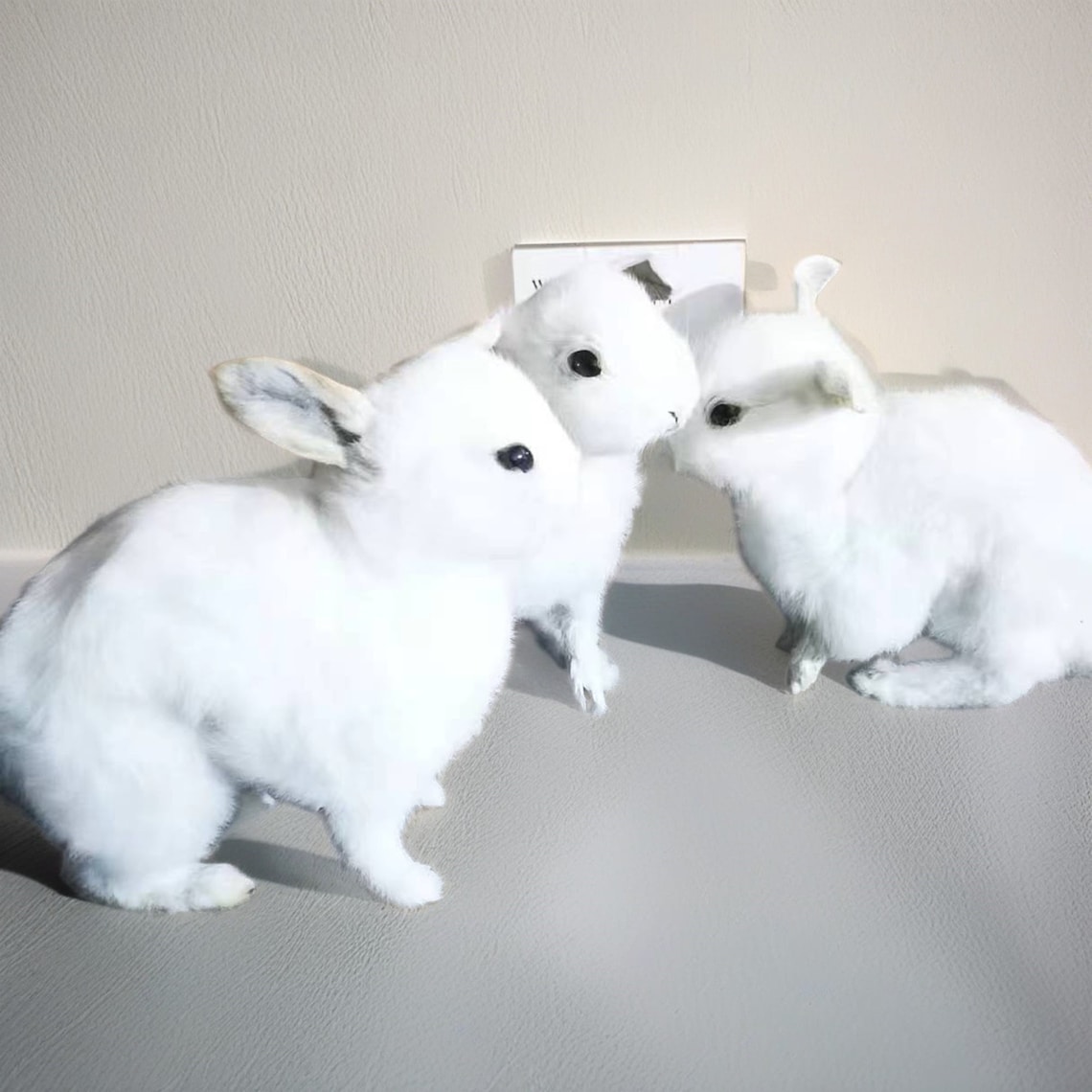 Taxidermy Rabbit,real Taxidermy Rabbit,oddity Home Decor,cute Rabbit ...