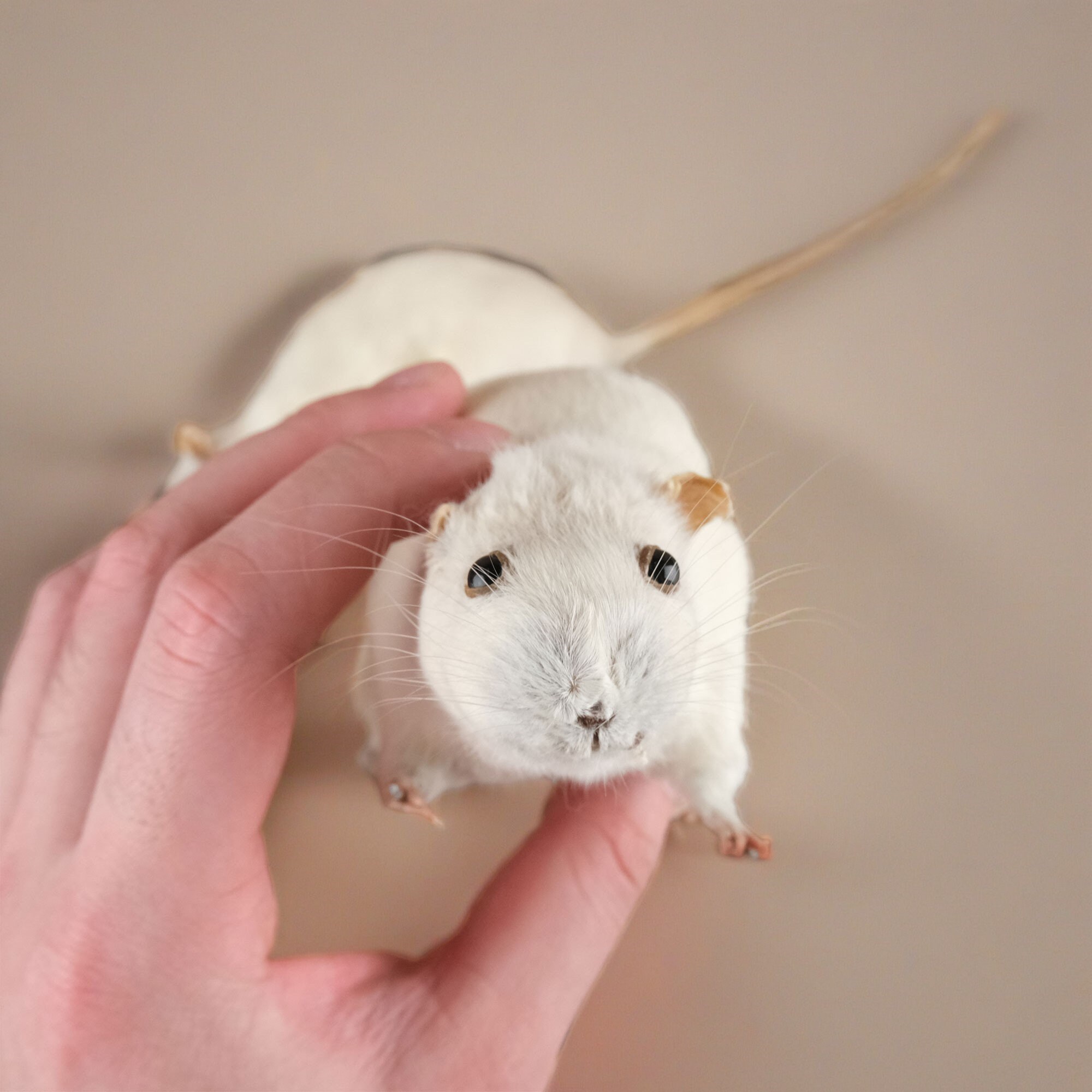 Mouse Specimen, Taxidermy Free Standing Mouse Gift Oddities Curiosity ...