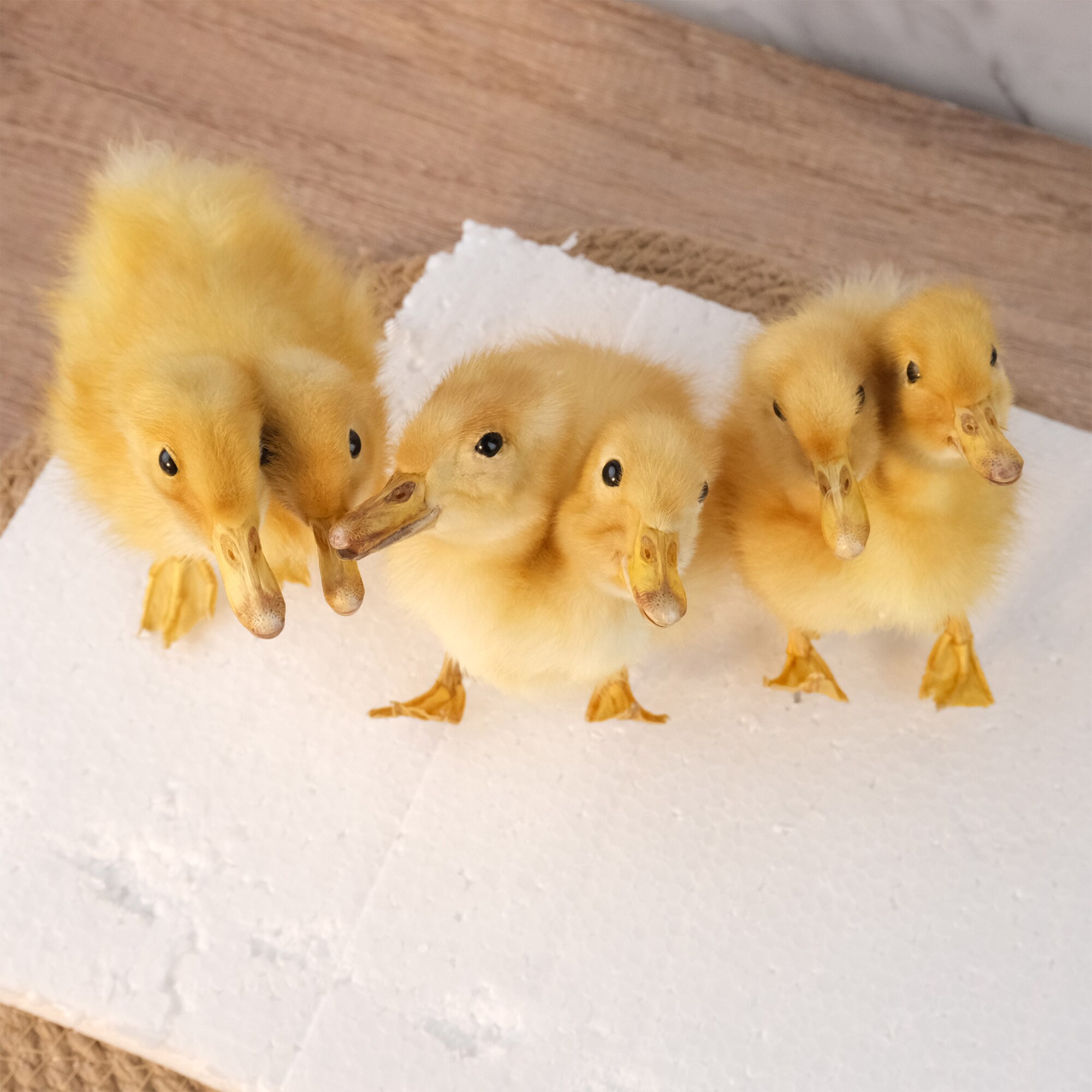 Two-headed Baby Duck Taxidermy,thriller Two-headed Duck Handmade ...