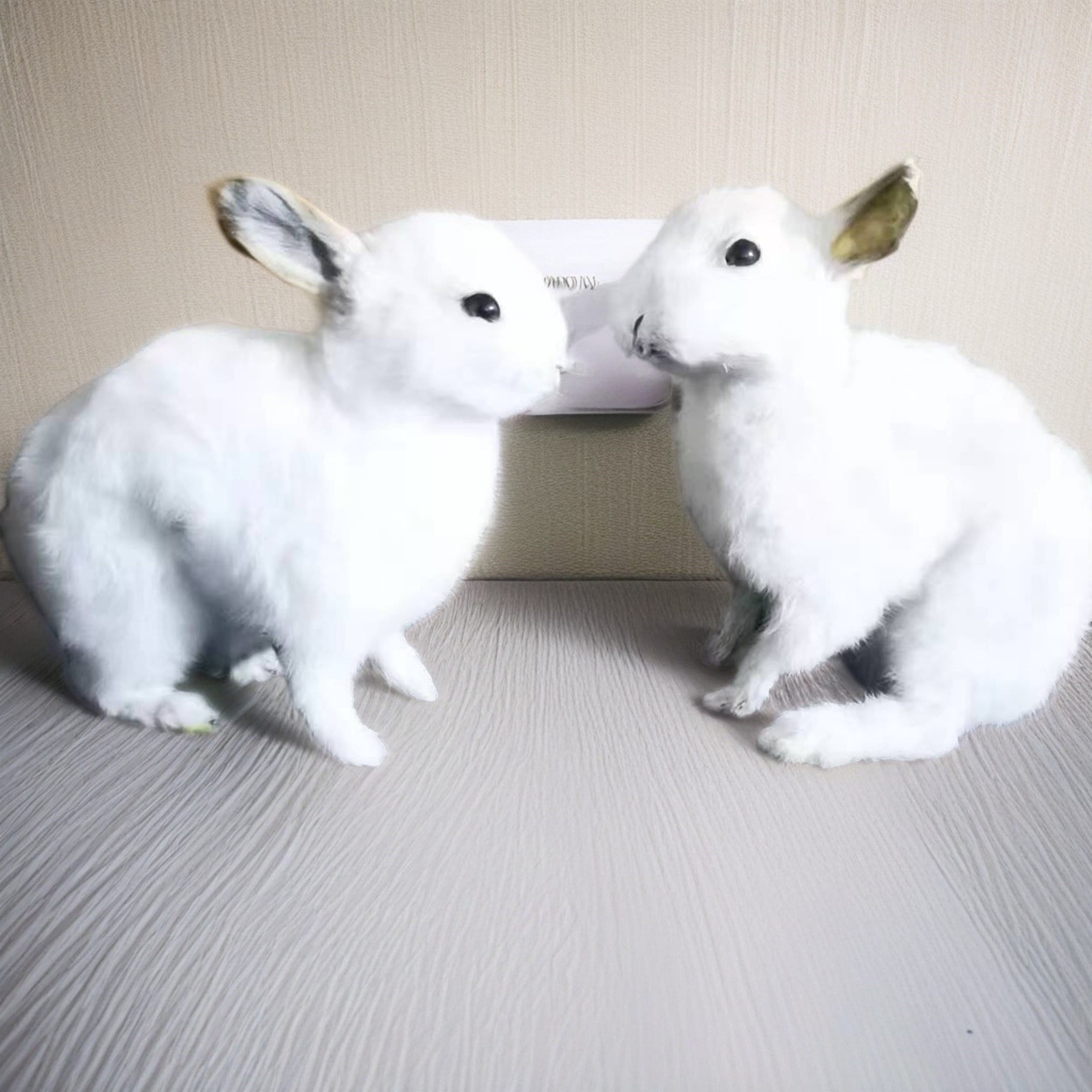 Taxidermy Rabbit,real Taxidermy Rabbit,oddity Home Decor,cute Rabbit ...