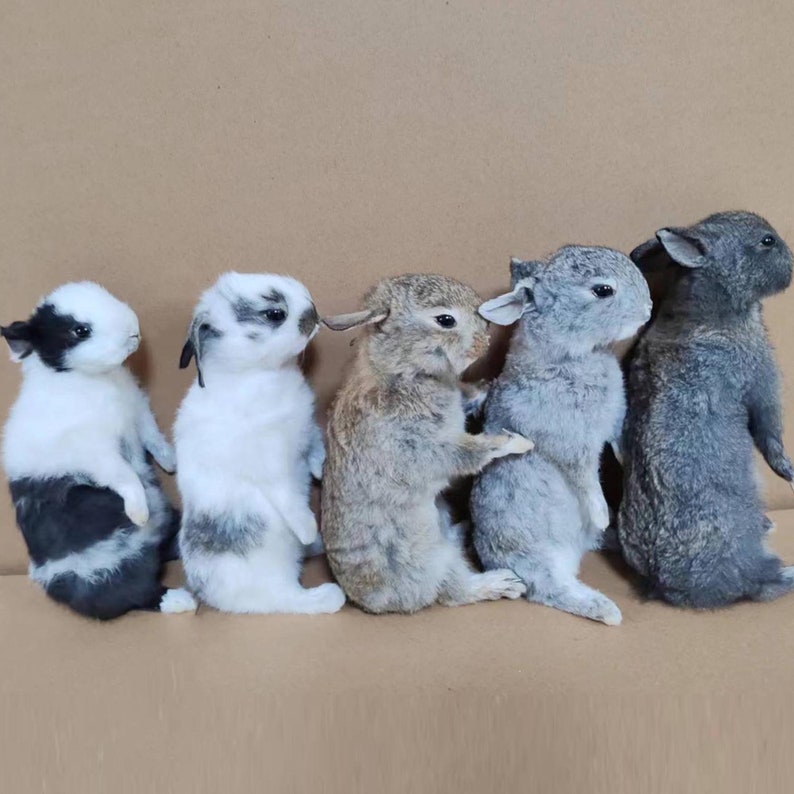 Taxidermy Rabbit,real Taxidermy Rabbit,oddity Home Decor,cute Rabbit ...