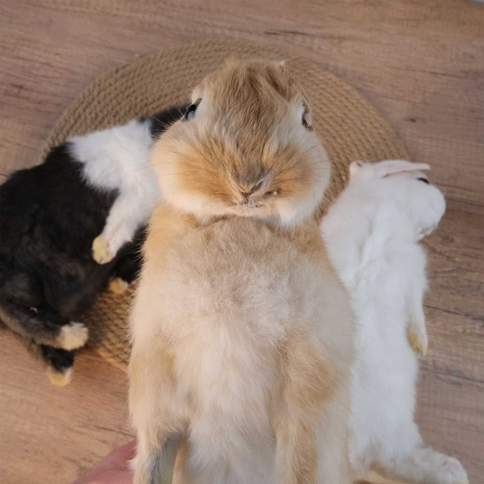 Taxidermy Rabbit,real Taxidermy Rabbit,oddity Home Decor,cute Rabbit ...