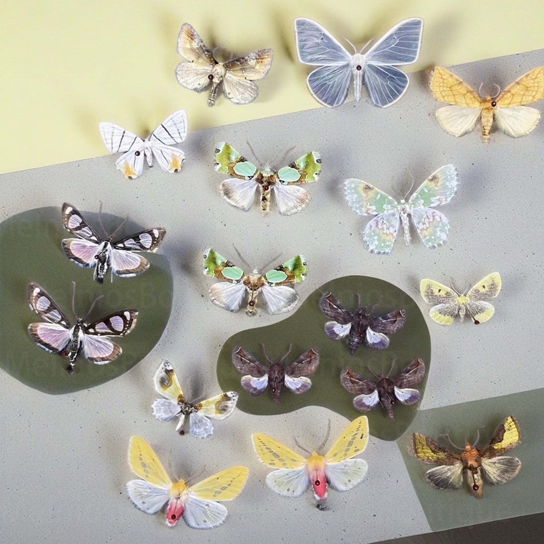 5-100PCS Random Mix of Real Butterfly Taxidermy Artwork,butterfly ...
